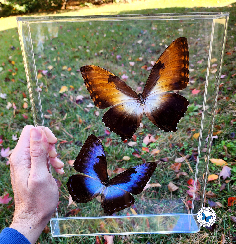 Sunrise, Sunset 10x13 #1- 3D Acrylic Frame – Butterfly Utopia