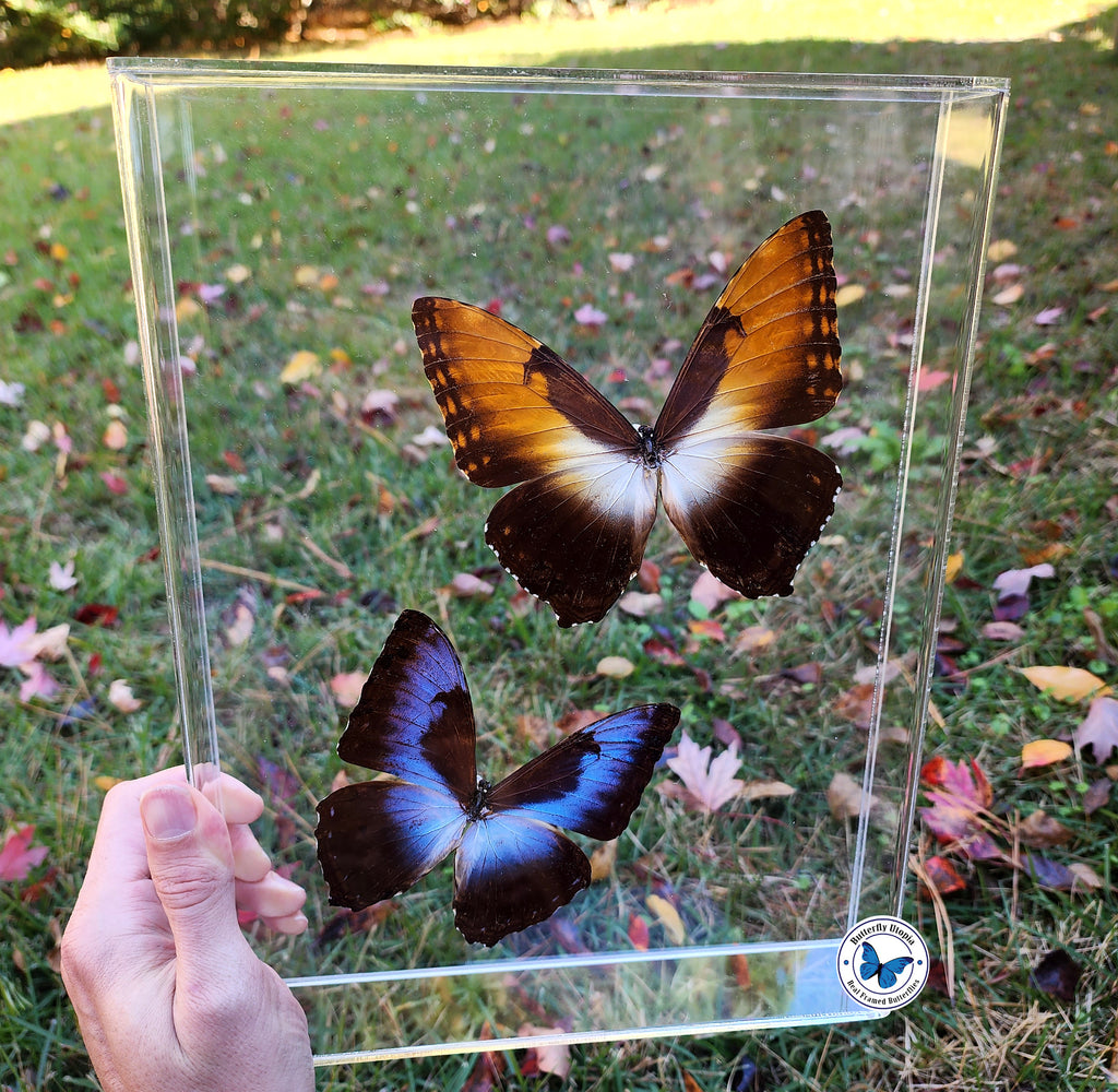 Sunrise, Sunset 10x13 #3- 3D Acrylic Frame – Butterfly Utopia