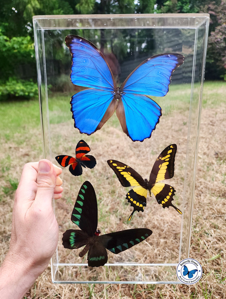 Four Framed Real butterflies – Butterfly Utopia
