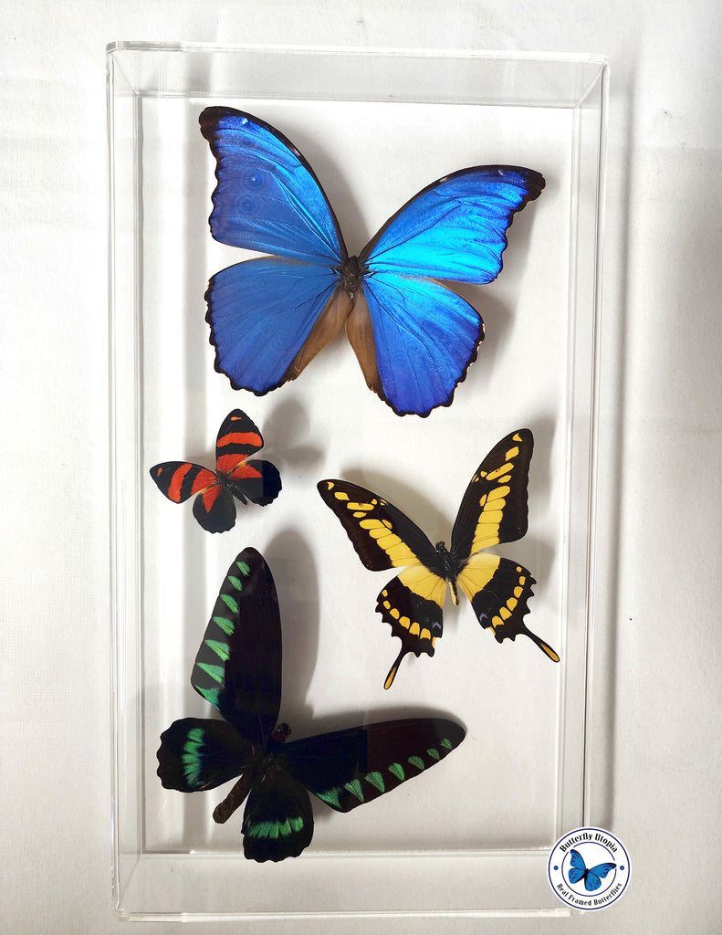 Four Framed Real butterflies – Butterfly Utopia
