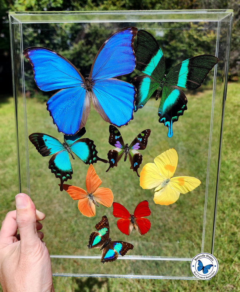 Real Mounted Framed Butterflies in Clear Acrylic: Flight of 8 ...
