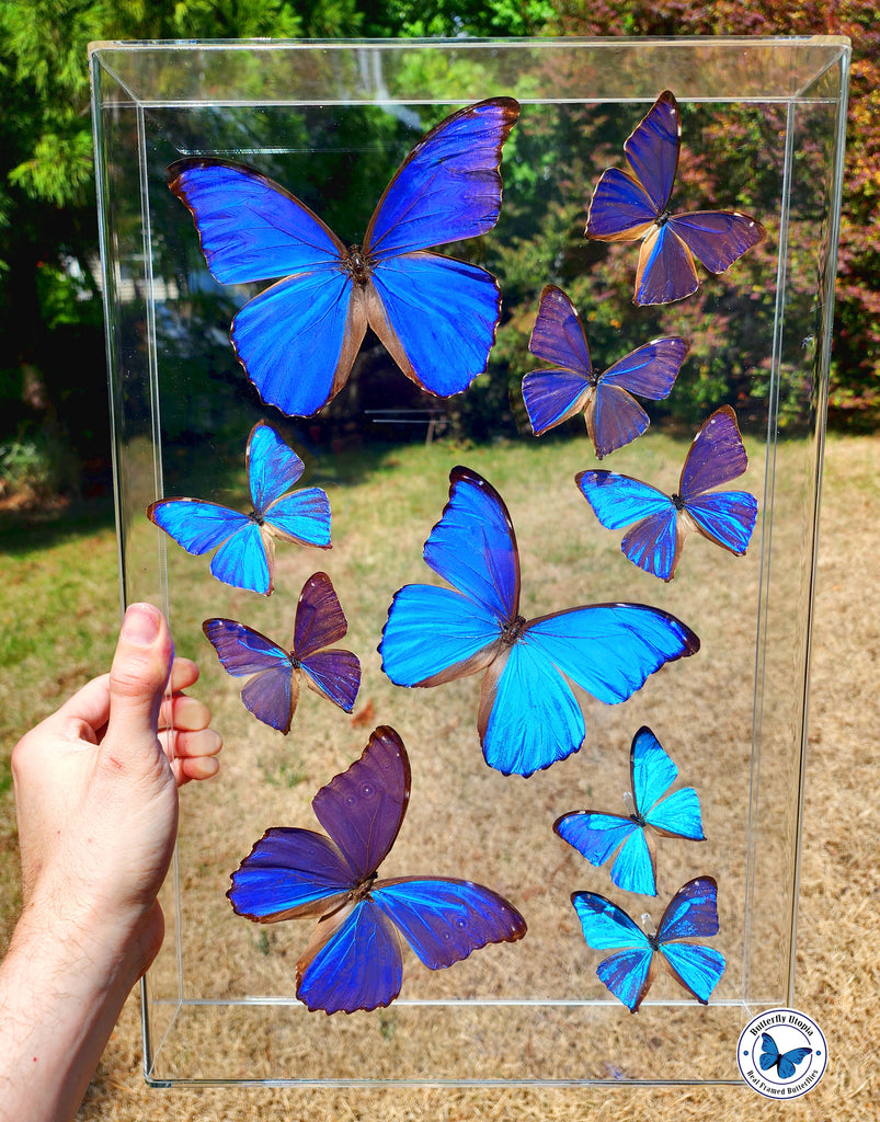 Real Framed Blue Morpho Butterflies in 12x18 Acrylic Frame – Butterfly ...
