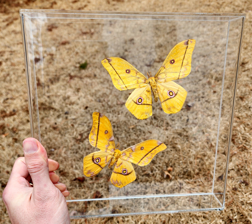 Colorful Moth display – Butterfly Utopia