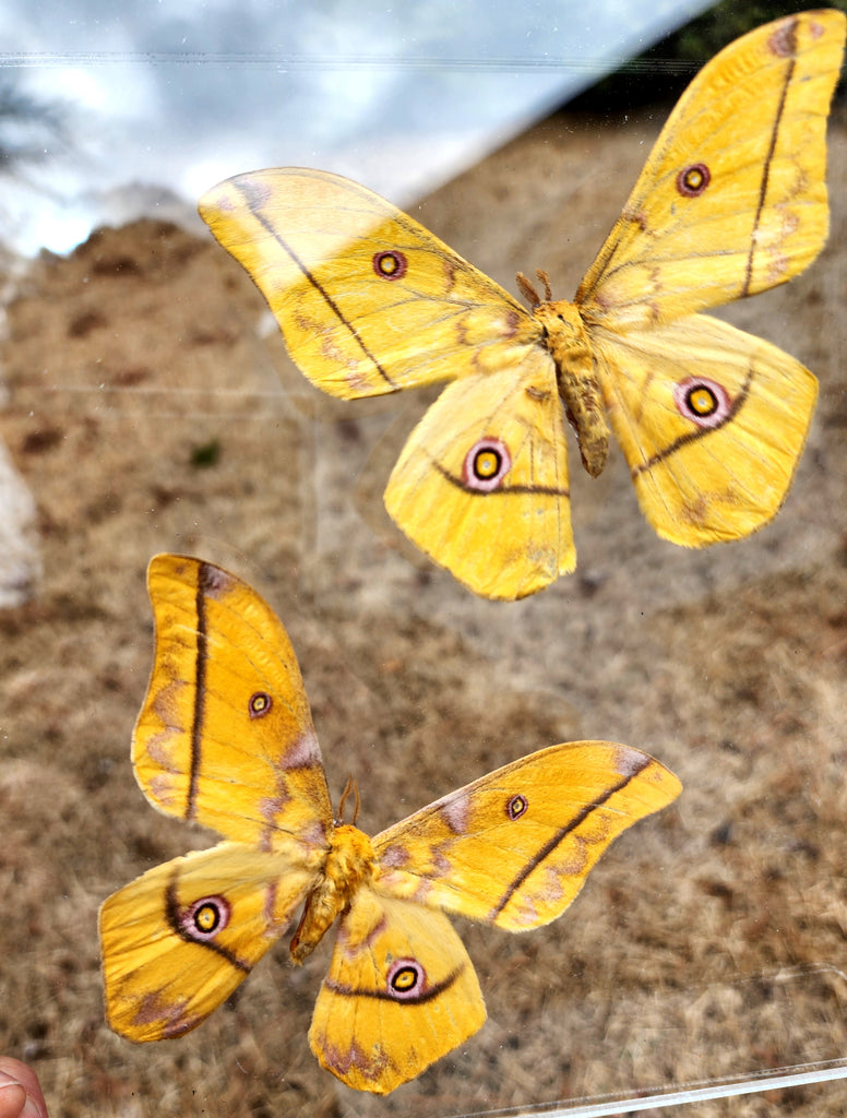 Colorful Moth display – Butterfly Utopia