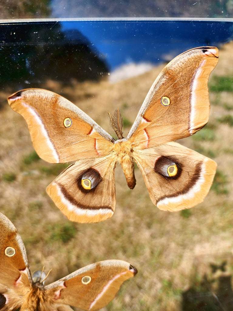 Framed Mounted Polyphemus Moth pair - 10x10 – Butterfly Utopia