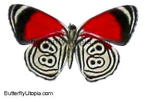 88 / 89 butterfly - unspread (wings closed) – Butterfly Utopia