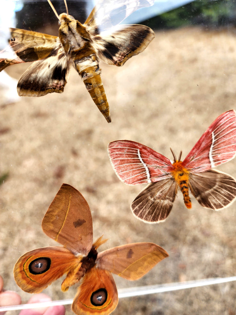 3 Moths display 7x8 – Butterfly Utopia