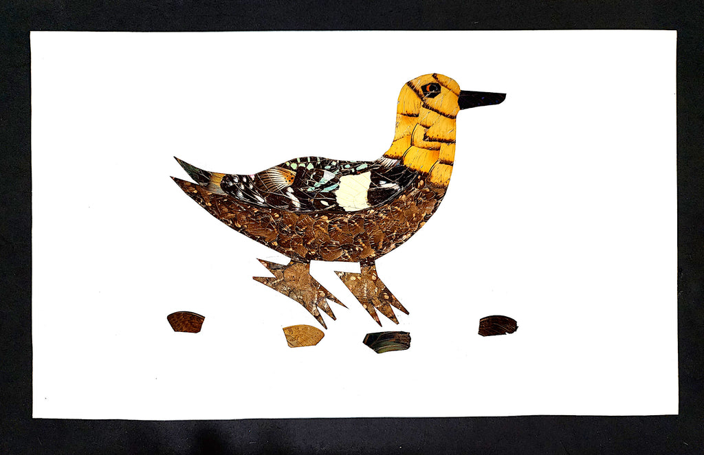Duck - Unframed - Butterfly Wing Art - D08 – Butterfly Utopia