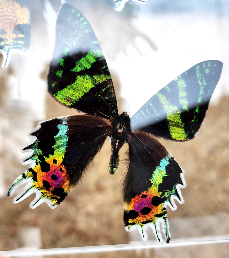 Sunset Moth Pair – Butterfly Utopia