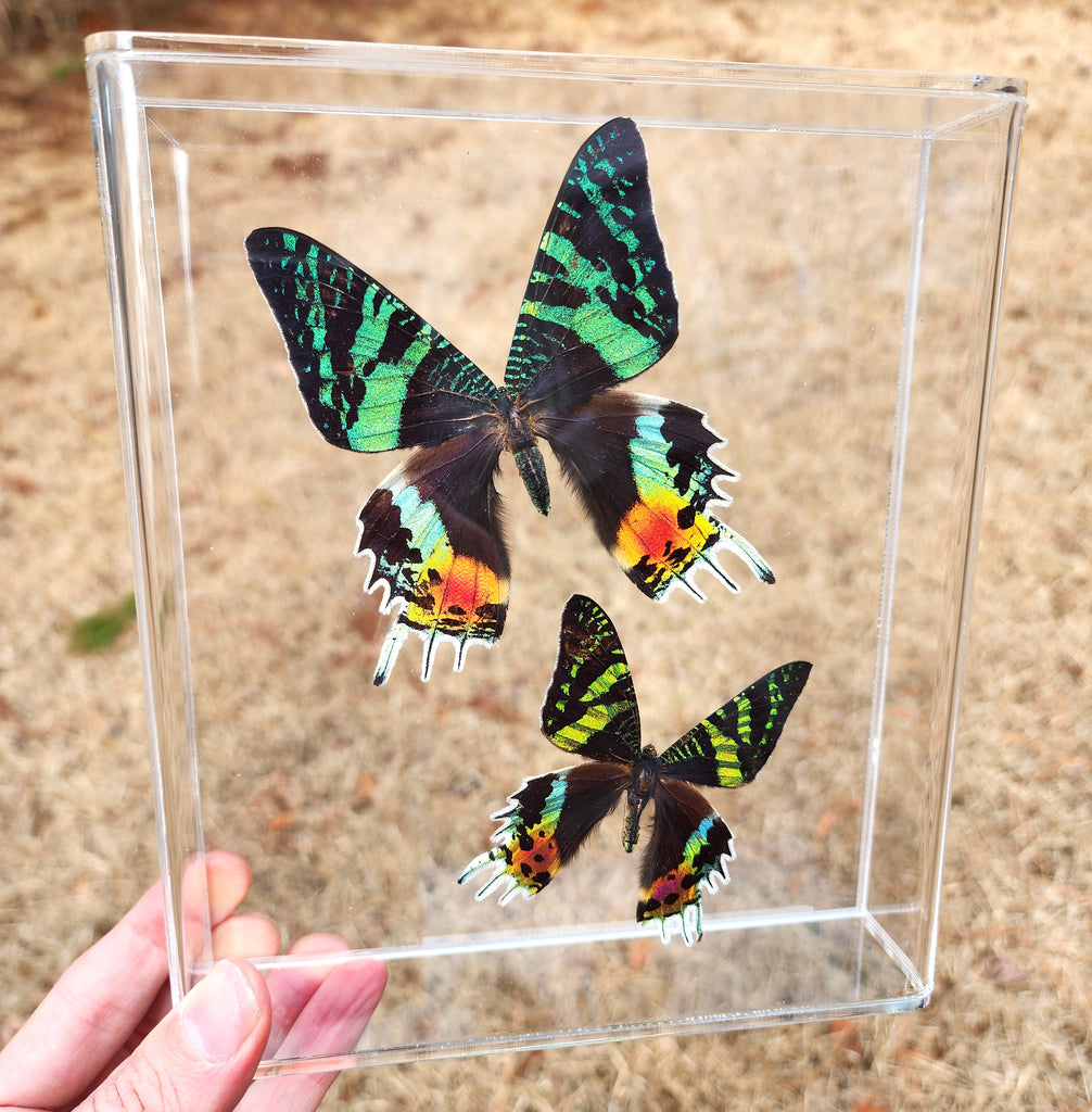 Sunset Moth Pair – Butterfly Utopia