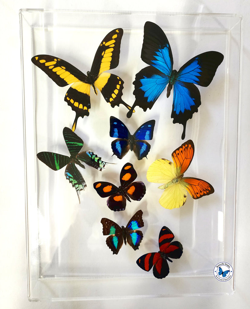 Real Framed Rainbow of Butterflies - Airtight Frame – Butterfly Utopia