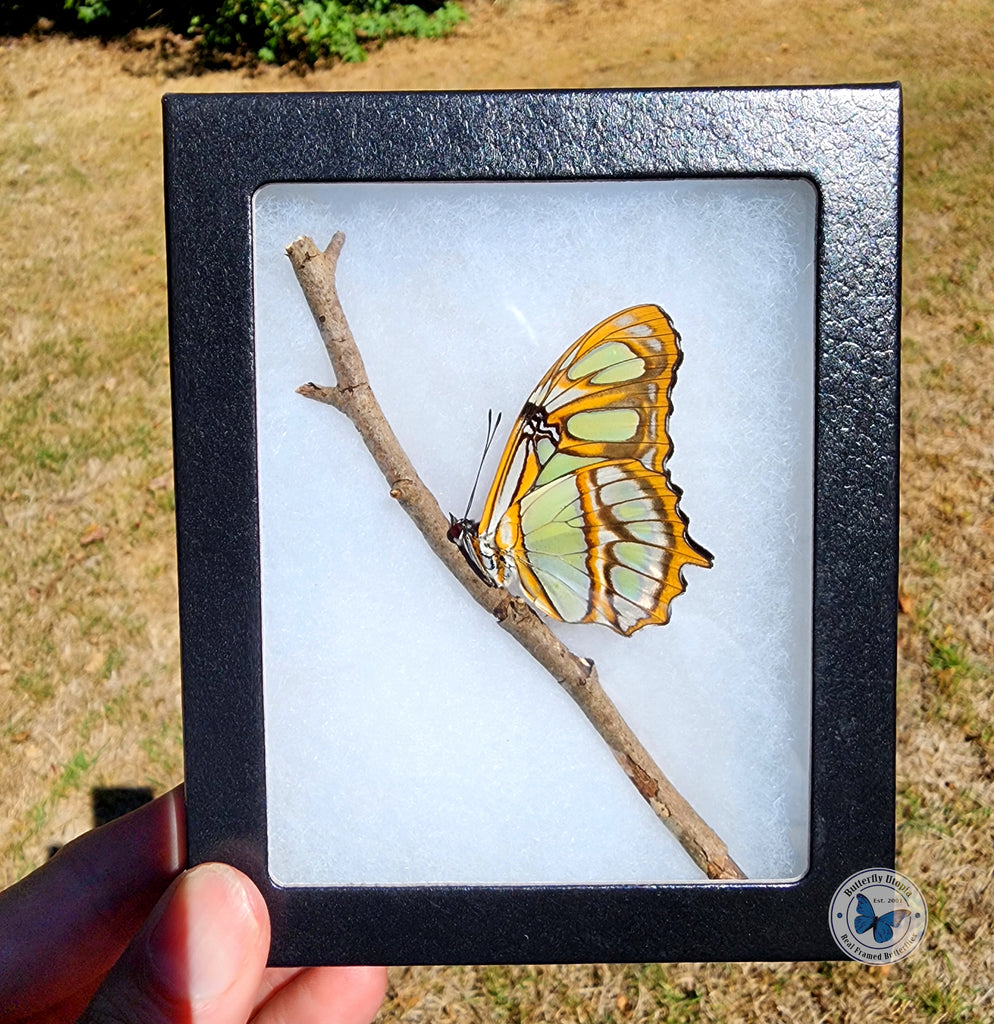 Framed Malachite Butterfly on Twig- 4x5 Riker Mount – Butterfly Utopia