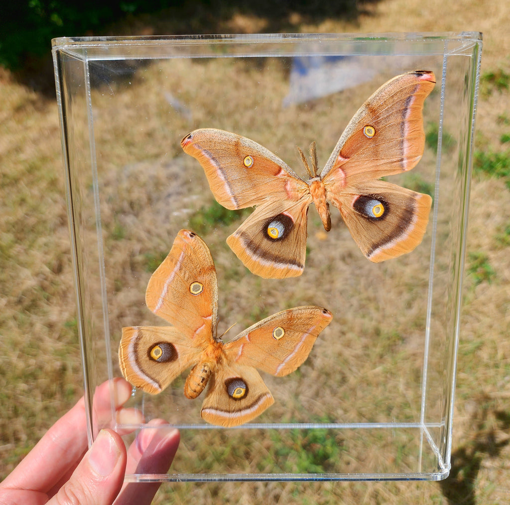 Framed Mounted Polyphemus Moth pair - 7x8 – Butterfly Utopia
