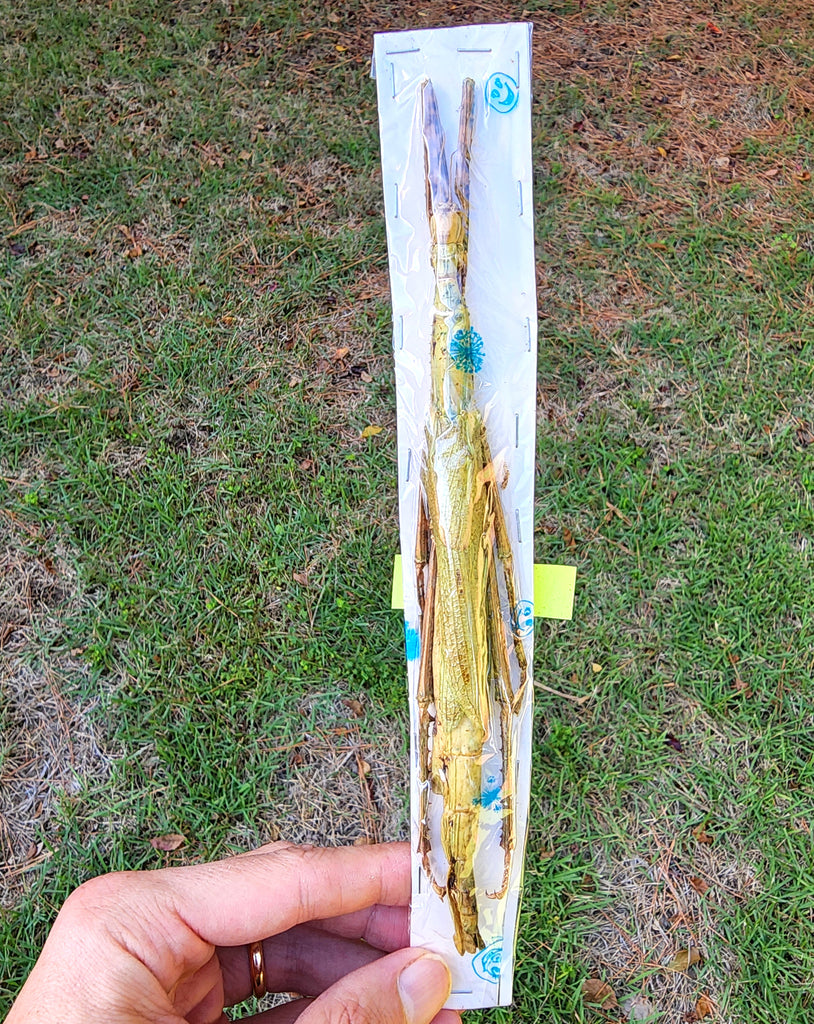 Dried Papered walking stick – Butterfly Utopia