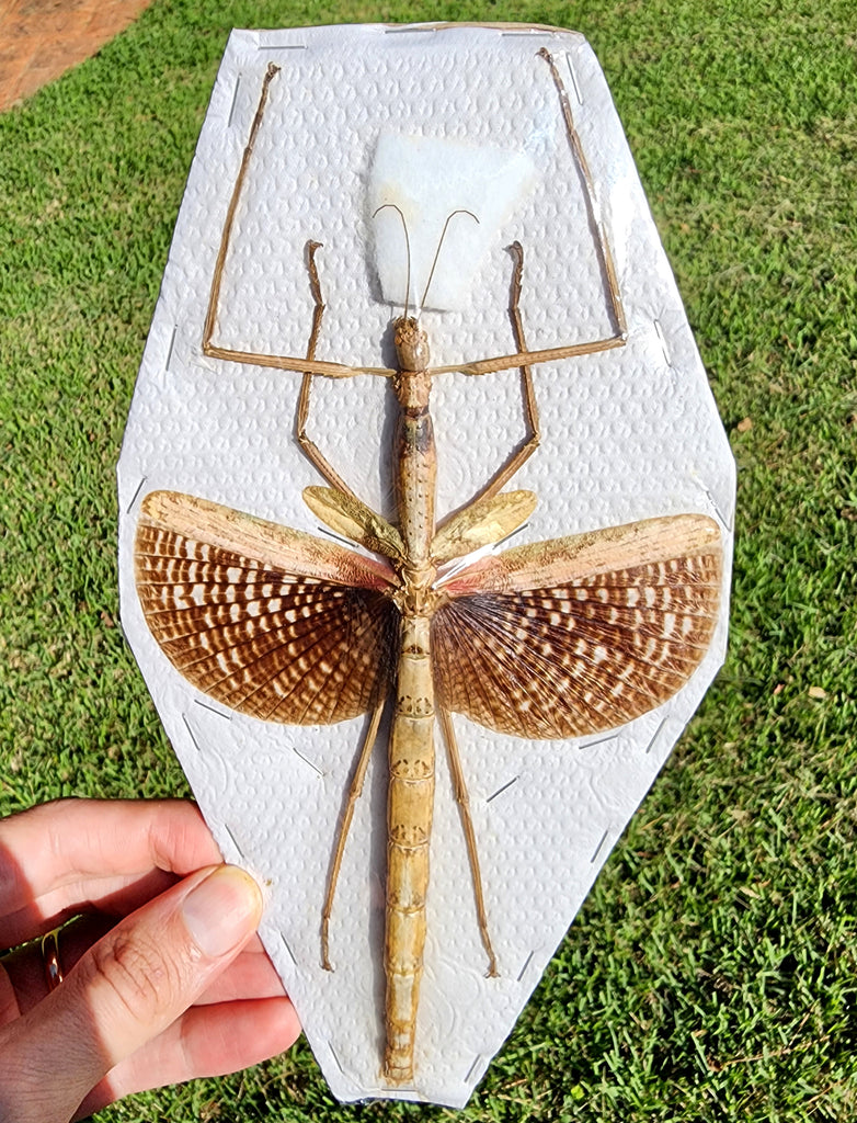 Dried Papered Winged walking stick – Butterfly Utopia