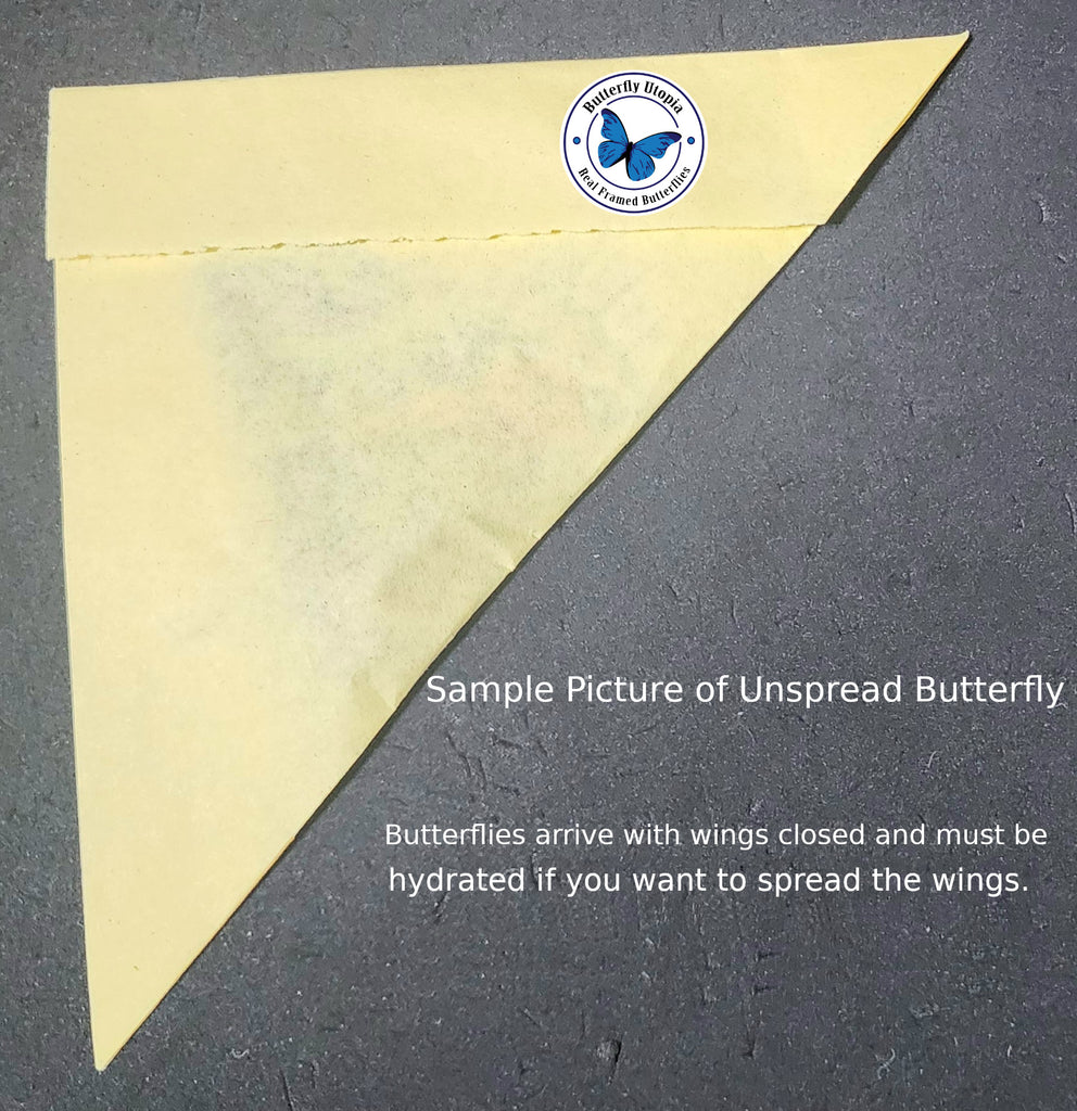 1 Monarch Butterfly - unspread (wings closed) dried papered – Butterfly ...