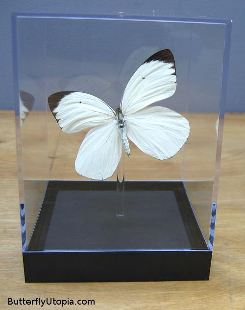 Real white butterfly in a frame – Butterfly Utopia