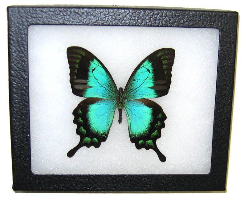 Discount Quality - Radiant Swallowtail - 6x5 Riker Mount – Butterfly Utopia