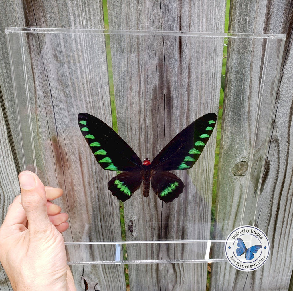 Framed Triangle Birdwing (Trogonoptera trojana) - 10x10 Acrylic Frame ...