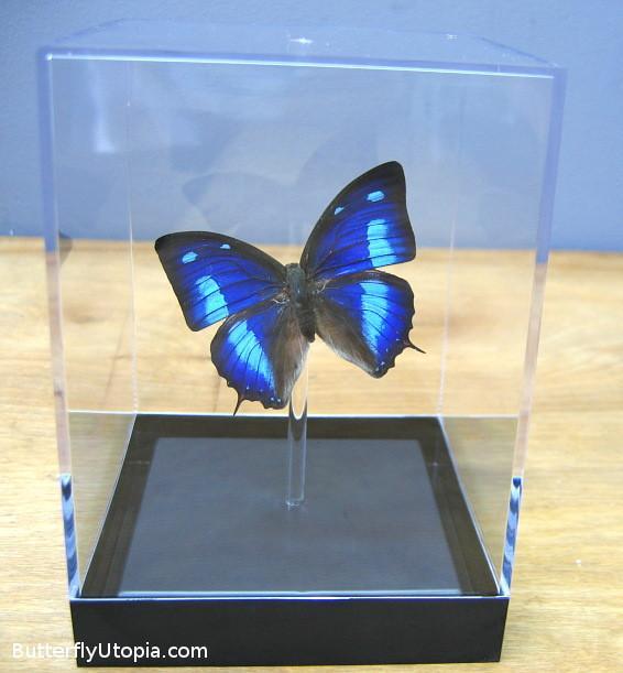 Double Blue Butterfly - 3D Tabletop Display – Butterfly Utopia