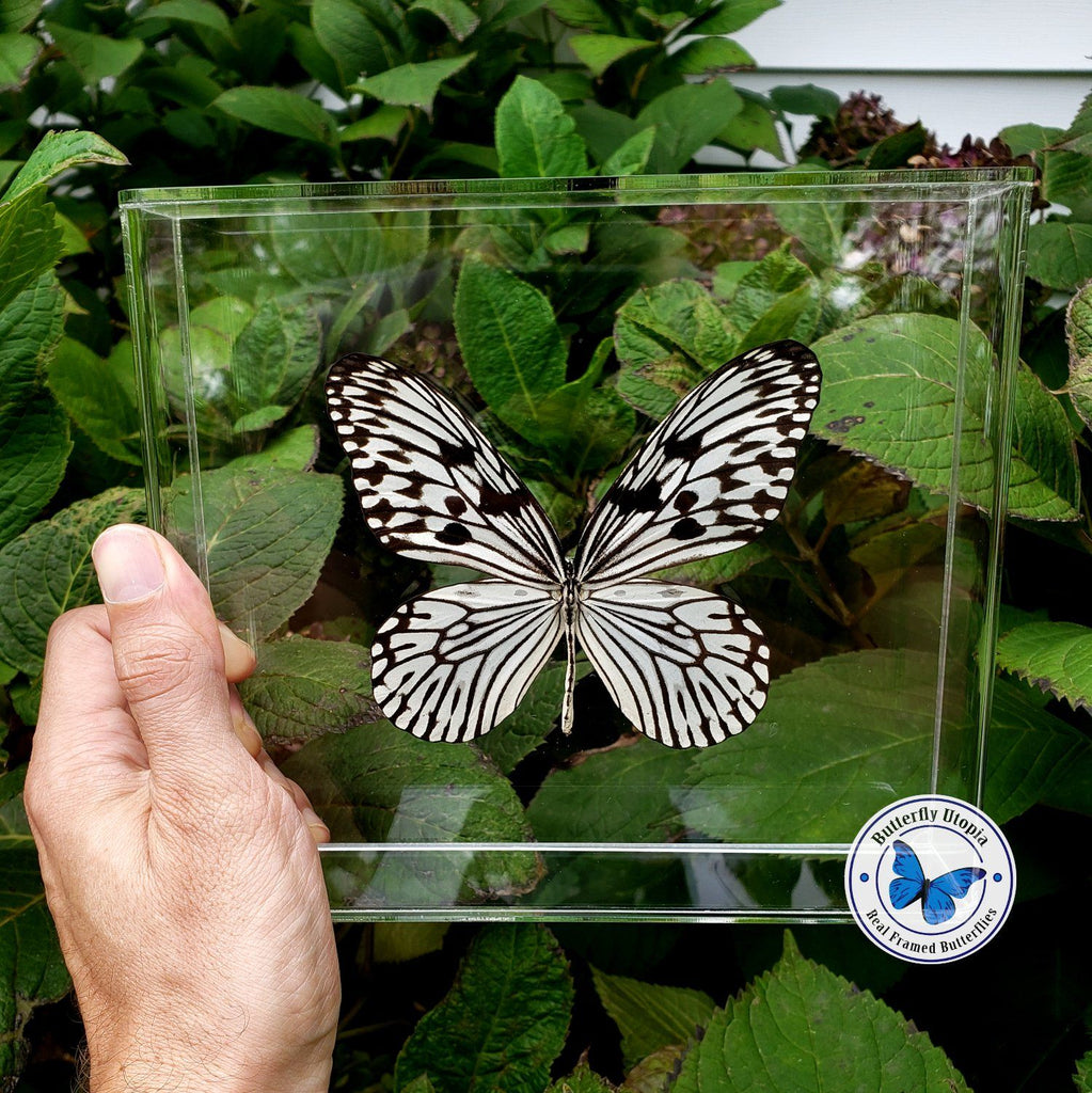 Framed Rice Paper Butterfly (Idea idea) - 8x7 Acrylic Frame – Butterfly ...