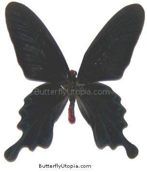 Black Swallowtail - 3D Tabletop Display – Butterfly Utopia
