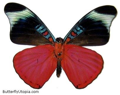 Dried Papered Red Panacea prola butterfly- unspread (wings closed ...