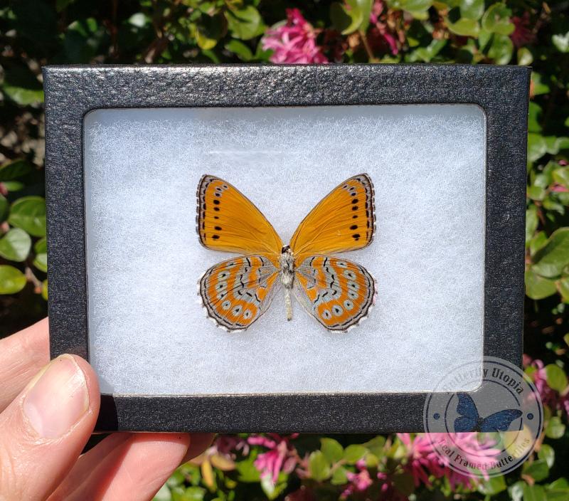Harlequin Butterfly - 4x3 Riker Mount – Butterfly Utopia