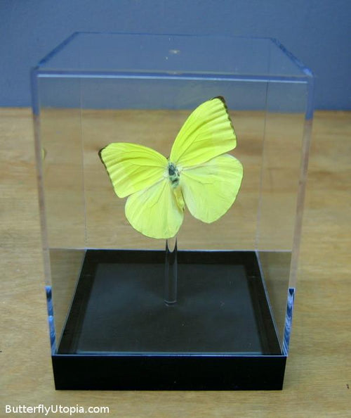 Real Butterflies in Tabletop Displays – Butterfly Utopia