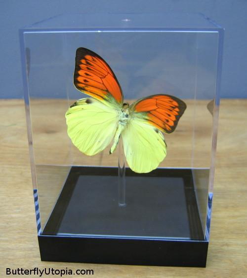 Vibrant Sulphur - 3D Tabletop Display – Butterfly Utopia