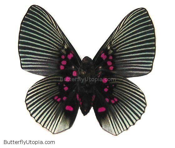 Pink Dotted Apollonia - 3D Tabletop Display – Butterfly Utopia