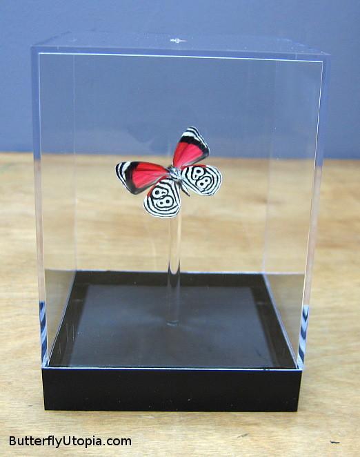 Mounted 88 butterfly - table top – Butterfly Utopia
