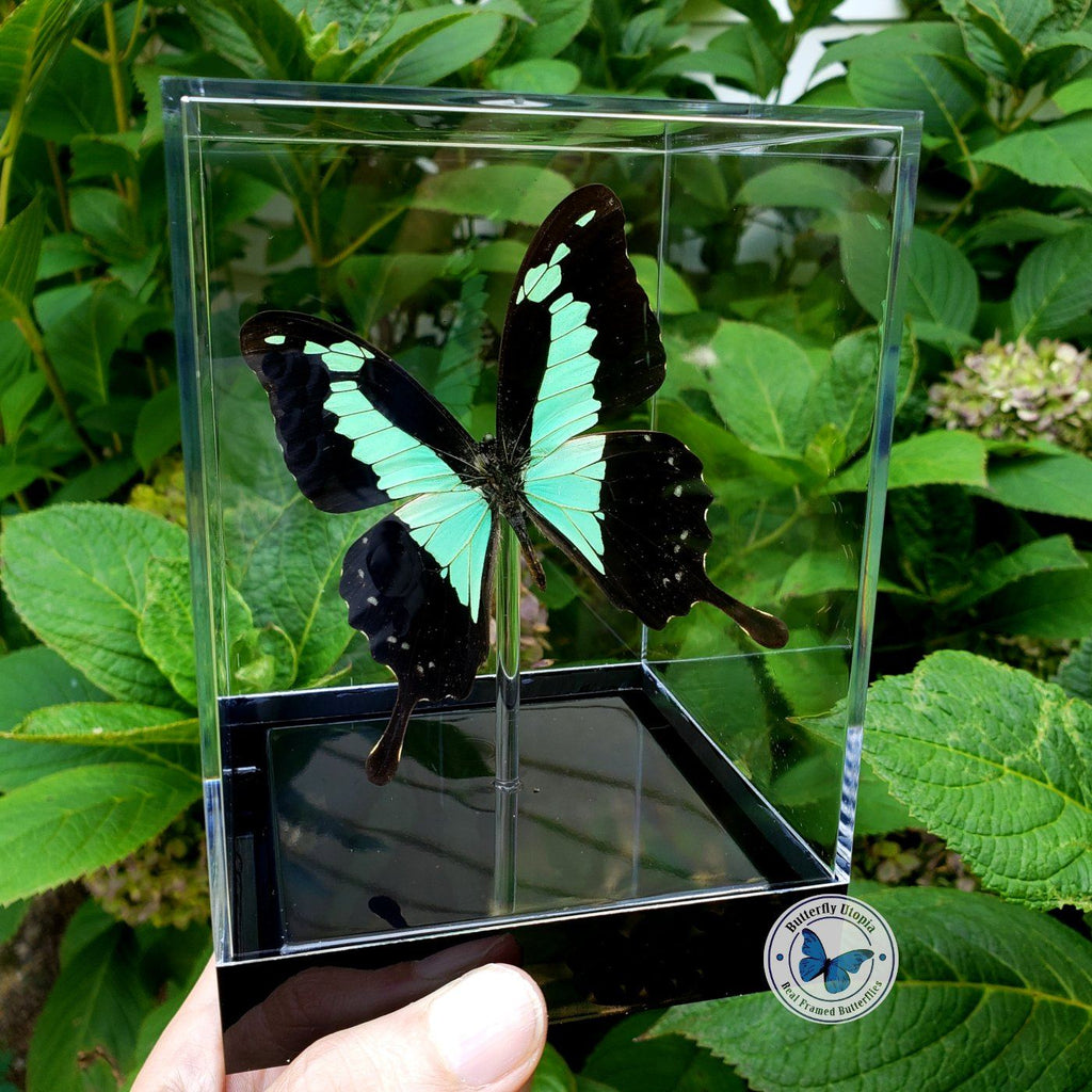 Framed Green Congo Swallowtail (Papilio phorcas) - Tabletop Display ...