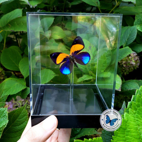 Real Butterflies in Tabletop Displays – Butterfly Utopia
