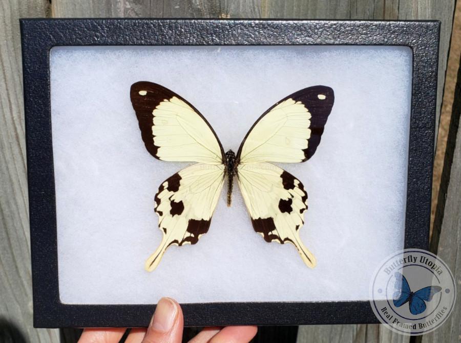 Framed The Flying Handkerchief (Papilio dardanus) - 8x6 Riker Mount ...