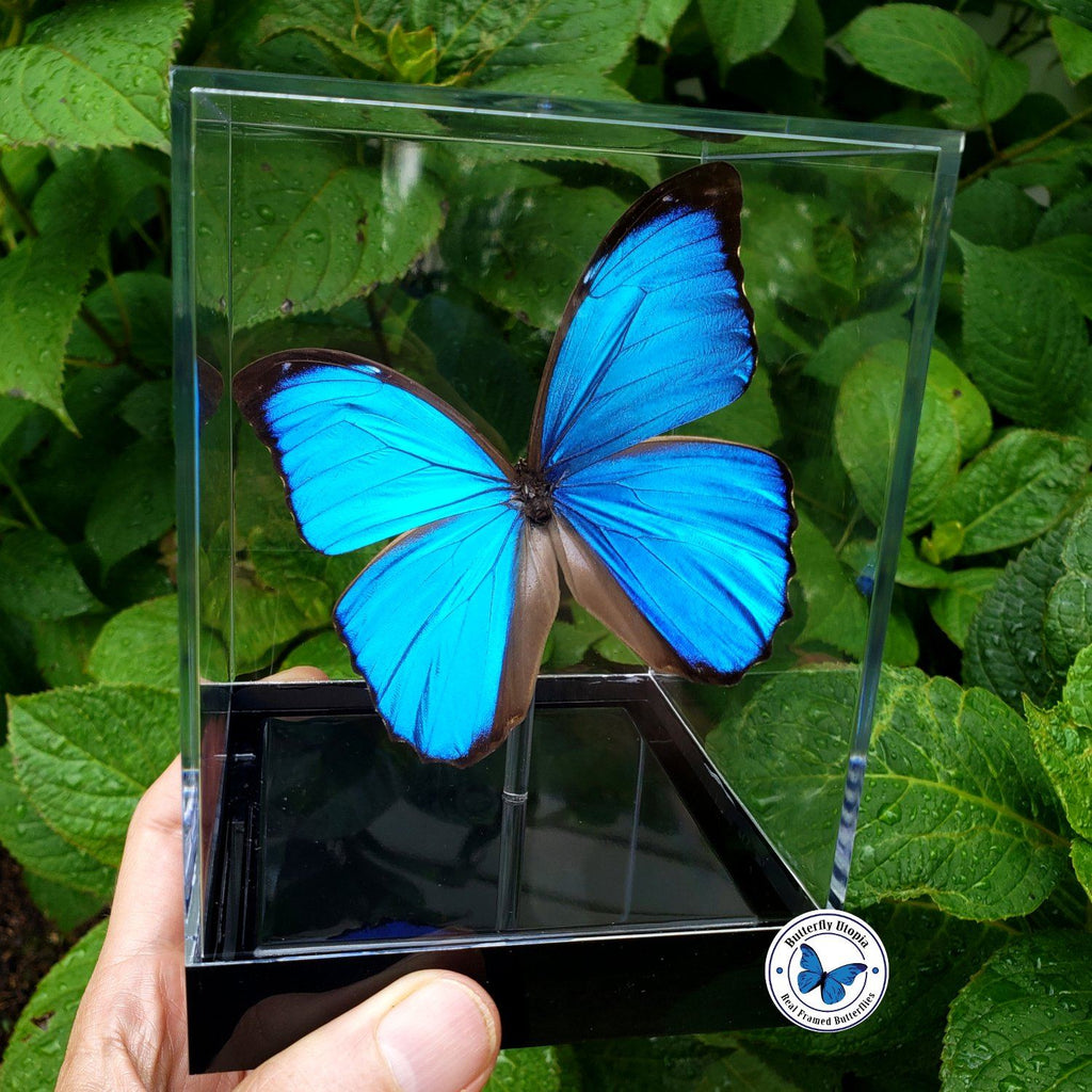 Mounted Blue Morpho menelaus Butterfly – Butterfly Utopia