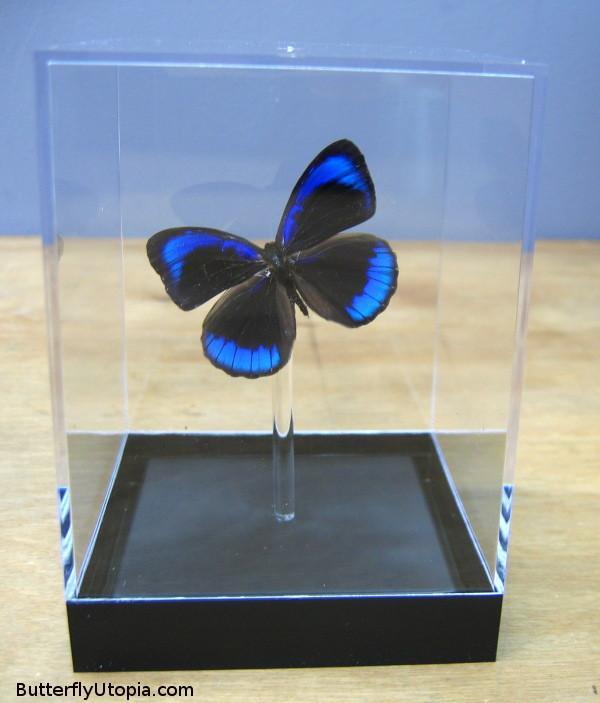 Midnight Blue Butterfly - Preserved in Tabletop Display – Butterfly Utopia