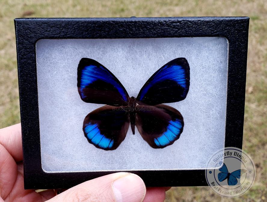 Midnight Blue Framed Real Butterfly – Butterfly Utopia