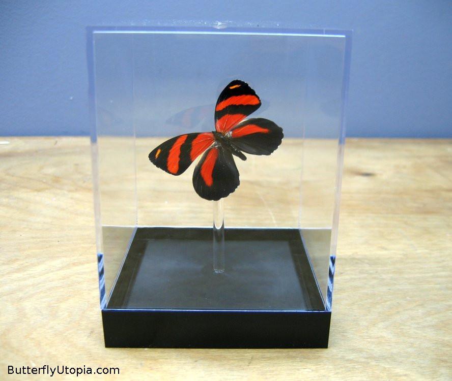 Crimson Callicore - 3D Tabletop Display – Butterfly Utopia