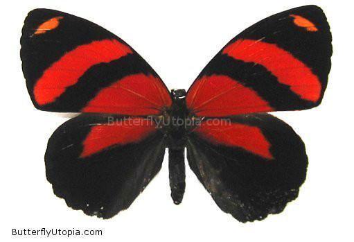Red & Black Callicore cynosura butterfly – Butterfly Utopia