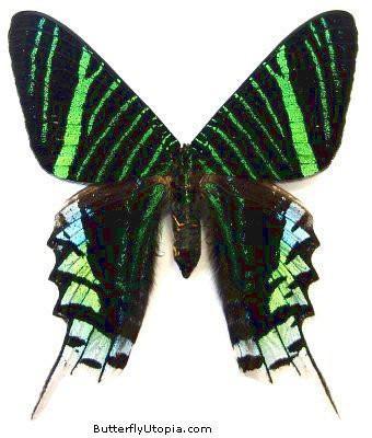 Framed Green Page Moth (Urania leilus) - 6x5 Riker Mount – Butterfly Utopia