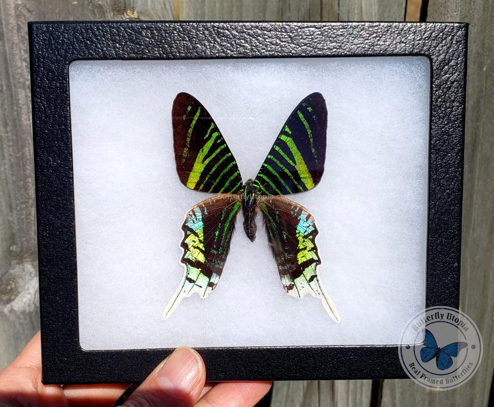 Framed Green Page Moth (Urania leilus) - 6x5 Riker Mount – Butterfly Utopia