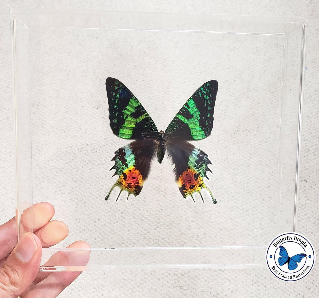 Preserved Real Sunset Moth in Acrylic Frame – Butterfly Utopia