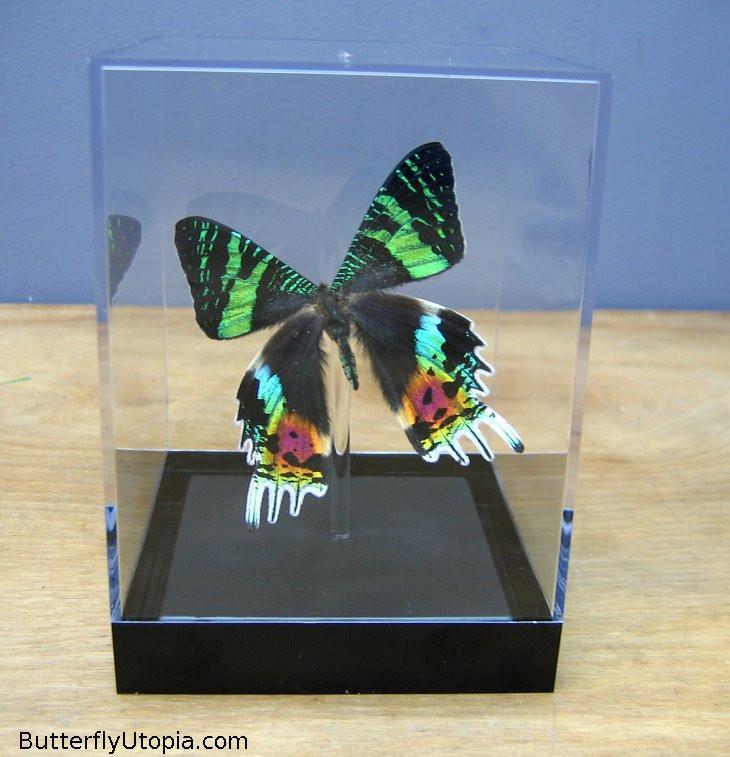 Sunset Moth - 3D Tabletop Display – Butterfly Utopia