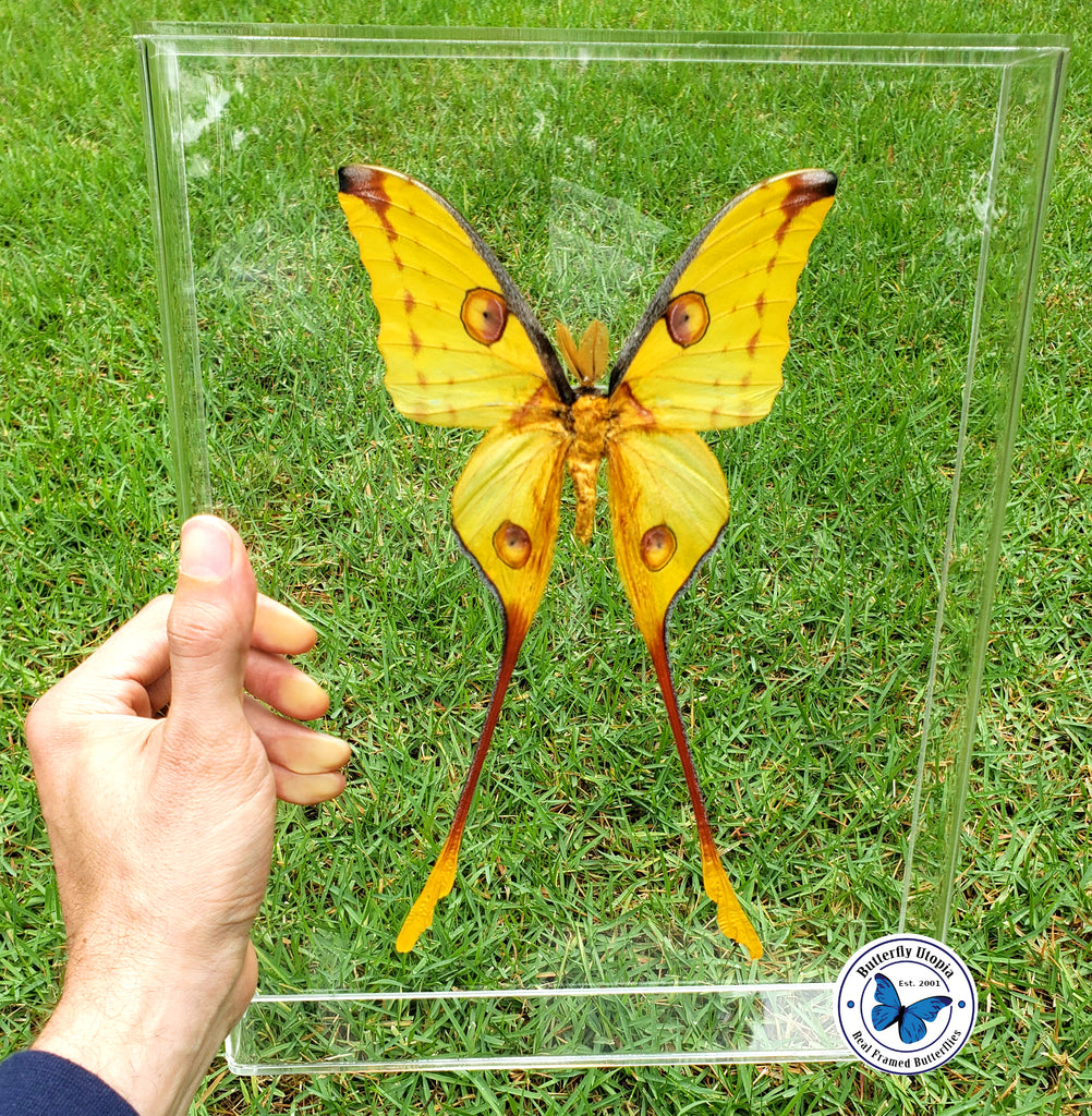 Mounted Preserved Comet Moth – Butterfly Utopia