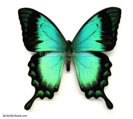 Framed Papilio Lorquinianus (Radiant Swallowtail) scientific mount ...