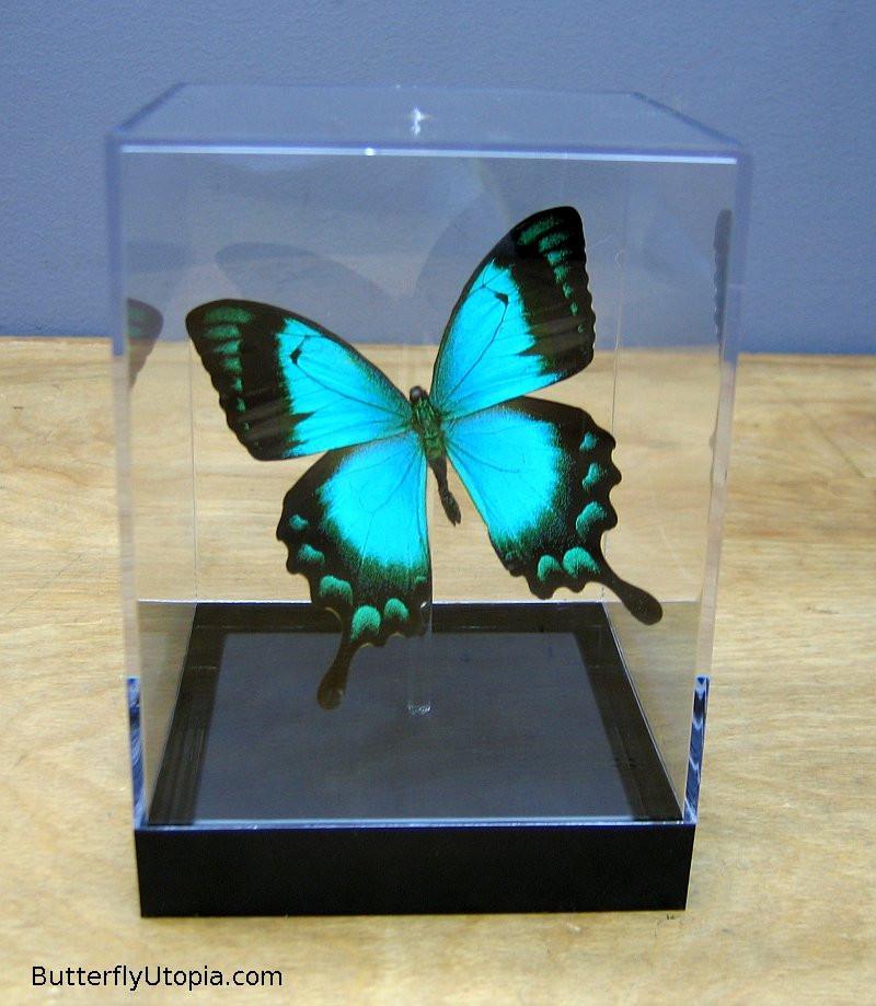 Framed Radiant Swallowtail - Papilio Lorquinianus – Butterfly Utopia