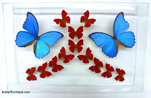 Multiple Framed Butterflies in Airtight Acrylic – Page 2 – Butterfly Utopia