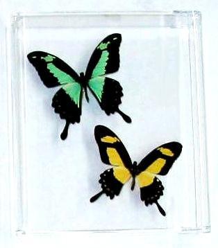 2 Custom Butterflies - 7x8 - 3D Acrylic Frame – Butterfly Utopia
