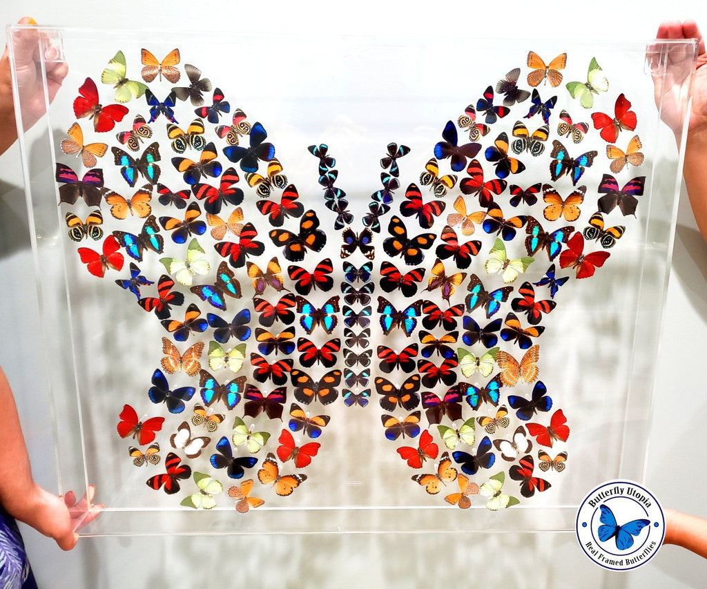 Butterfly Shape Art using real butterflies - "Synergy" - 28 x 23 - 3D ...